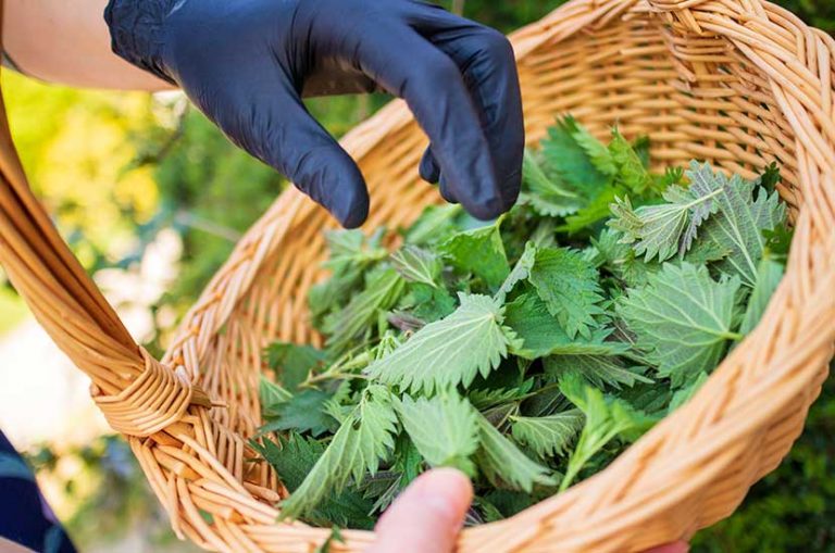 Beneficios de la raíz de ortiga para la próstata